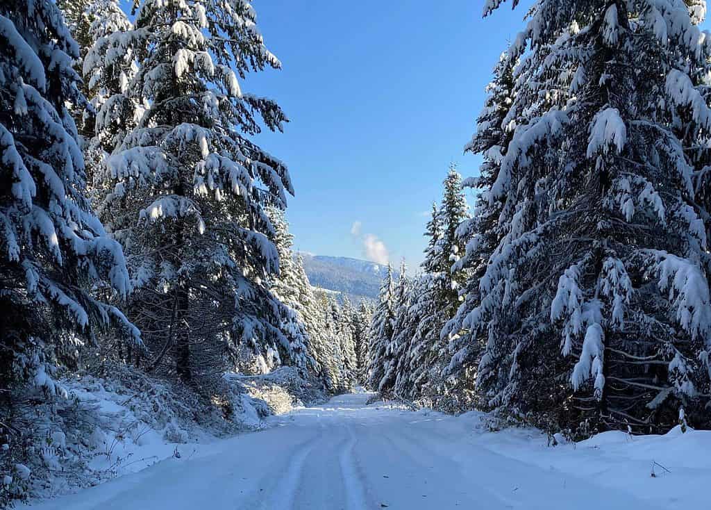 Discover Mabel Lake: Top Winter Activities – Mabel Lake Golf